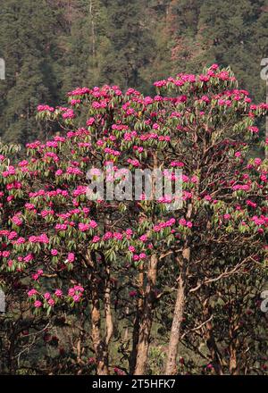 Pink Laligurans, rhododendron, near Ghandruk, Nepal Stock Photo - Alamy