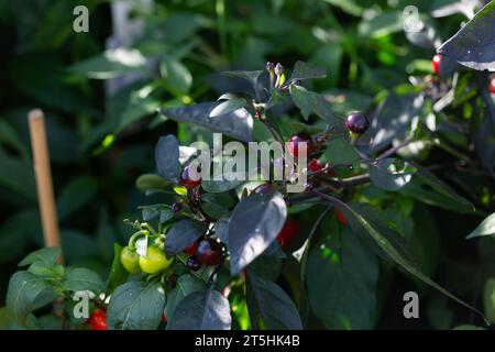 Black Pearl Chilli Pepper plant, Capsicum annuum Stock Photo - Alamy