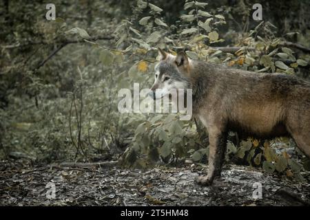 Wolf Looking out over forest floor ready to hunt Stock Photo - Alamy
