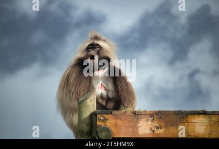 Gelada sat eating watching the world go by at bristol zoo Stock Photo ...