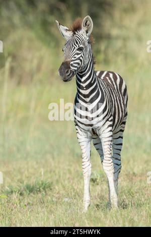 Plains Zebra (Equus quagga), taken in captivity; head detail Stock ...