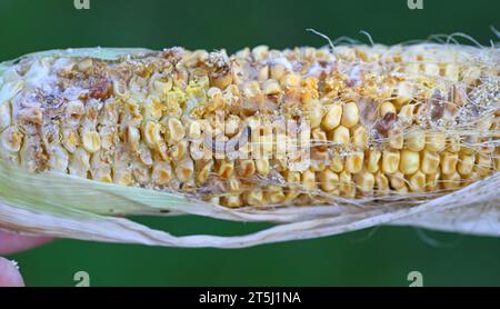 Corn, maize plant damaged by caterpillar of European corn borer ...