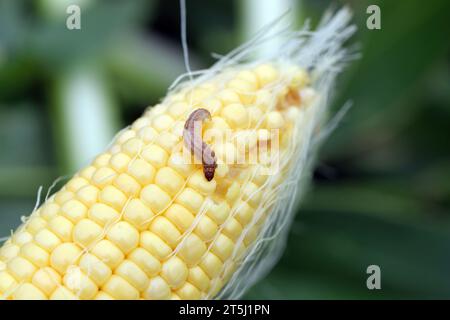 Corn, maize plant damaged by caterpillar of European corn borer ...