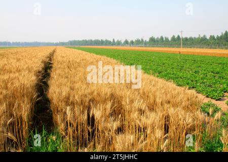 Peanut seedling and mature wheat, closeup of photo Stock Photo - Alamy