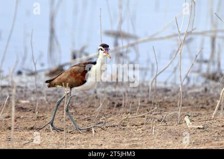 Wattled Jacana (Jacana jacana), walking in the middle of dry vegetation ...