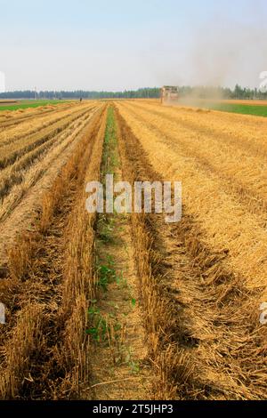 wheat field after harvesting, closeup of photo Stock Photo - Alamy