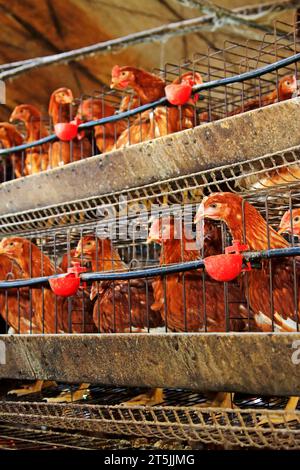 Many layers hens in the farm, closeup of photo Stock Photo - Alamy