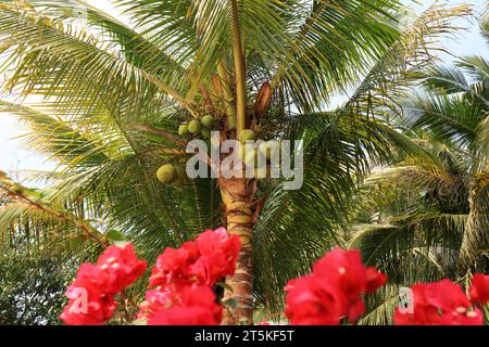 Coconut Tree and Triangle Plum Blossom, Wuzhizhou Island, Sanya City ...