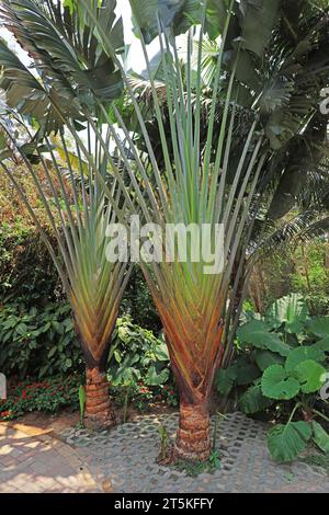 Strelitziaceae in Wuzhizhou Island, Sanya City, Hainan Province, China ...