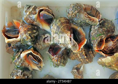 Fresh conch piles up, close-up photos Stock Photo - Alamy