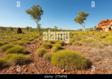Typical view of the Australian Outback with spinifex in the golden ...