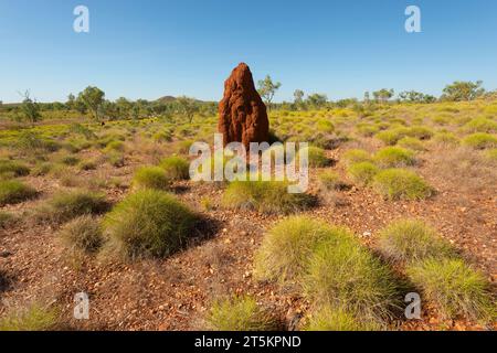 Typical view of the Australian Outback with spinifex in the golden ...
