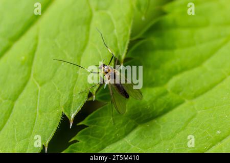 species of pest fly from the family Chloropidae. It is also known as the chloropid gout fly or ...