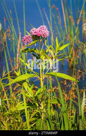 Quaker Lake Area at Allegany State Park in New York State Allegany ...