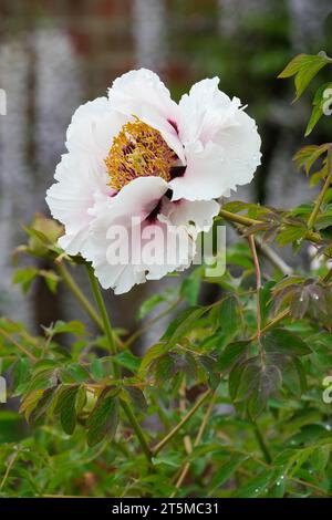 Paeonia (Gansu Group) Highdown Stock Photo - Alamy