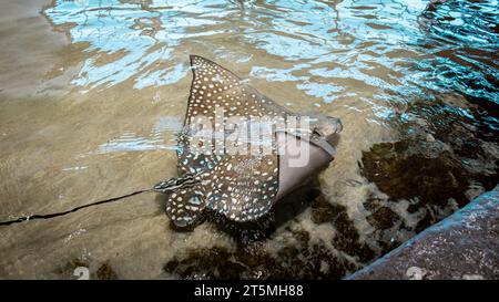 small stingrays swim in the pool Stock Photo - Alamy