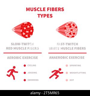 Slow twitch and fast twitch muscle fiber types illustration Stock ...