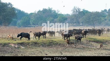 Buffalo chasing the lion away AFRICA THRILLING images capture the ...
