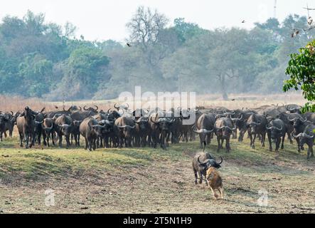 The herd chasing the lions away AFRICA THRILLING images capture the ...