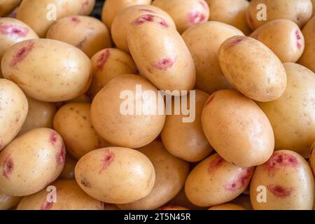 Potato tubes close up on the farm market stall. Food background Stock ...