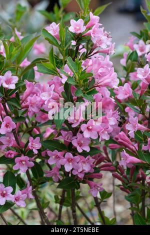 Weigela Plangen, Weigela Pink Poppet, Weigela florida Pink Poppet, soft ...