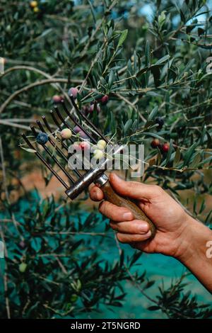 Agricultural worker at olive harvest, using a shaker tool Stock Photo ...