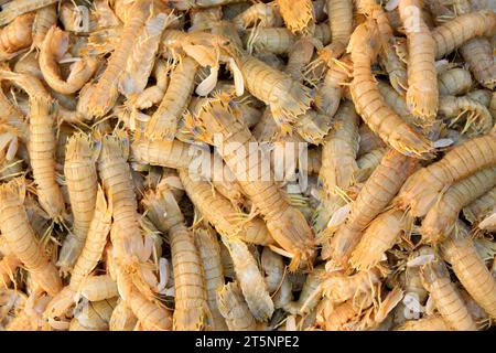 mantis shrimp, a kind of marine life, can be edible, delicious Stock ...