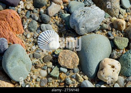 Scallop Shell on Cape Cod Beach Stock Photo - Alamy