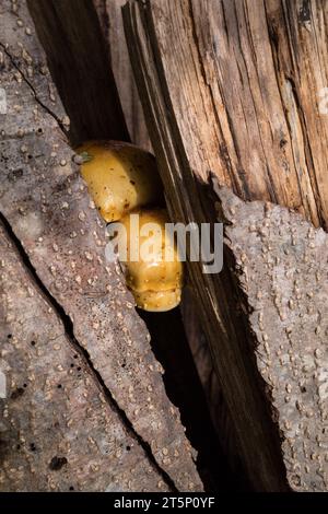 Seattle, USA. 5th Nov, 2023. Wild mushrooms of the PNW Stock Photo - Alamy