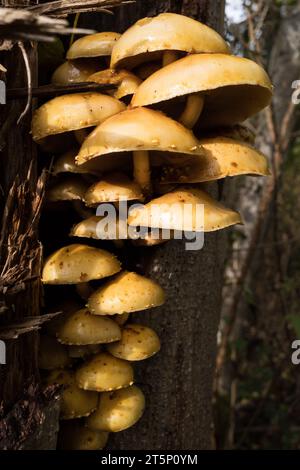 Seattle, USA. 5th Nov, 2023. Wild mushrooms of the PNW Stock Photo - Alamy