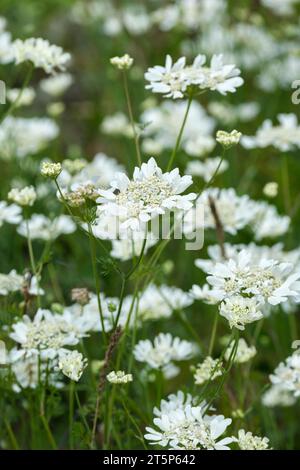 Orlaya grandiflora. White laceflower Stock Photo - Alamy