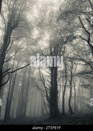 Foggy moody forest. Autumn art Stock Photo - Alamy