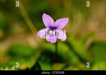 Ryukyu tiny violet (Viola yedoensis var. pseudo-japonica) photographed ...
