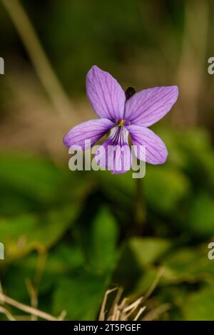 Ryukyu tiny violet (Viola yedoensis var. pseudo-japonica) photographed ...