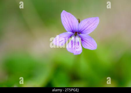 Ryukyu tiny violet (Viola yedoensis var. pseudo-japonica) photographed ...