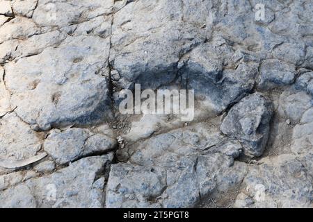 Ichnite or fossil track of dinosaurs in La Griega beach. Lastres ...