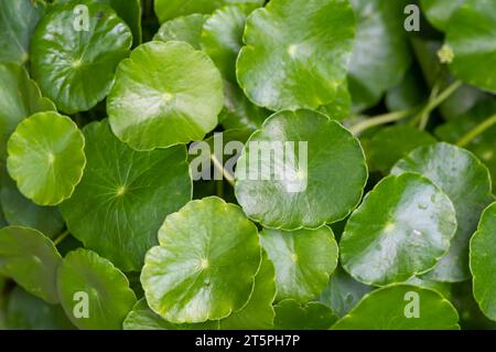 Close up of Daun Pegagan, Centella asiatica leaves, in shallow focus ...