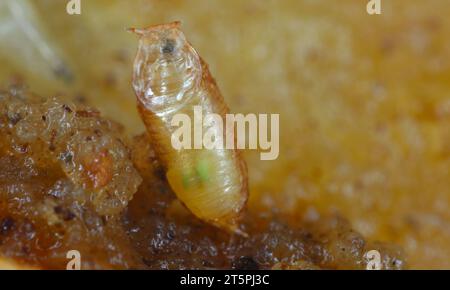 Pupae of Fruit fly Drosophila subobscura Diptera Drosophilidae reared ...