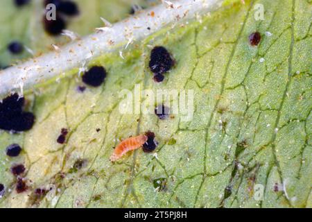 The larvae of small flies gall midges or gall gnats (Cecidomyiidae ...