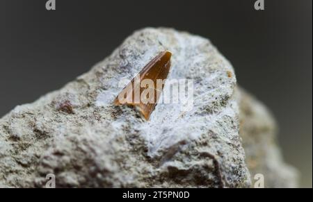 Shark tooth fossil in limestone rock. Jurassic shark Sphenodus ...