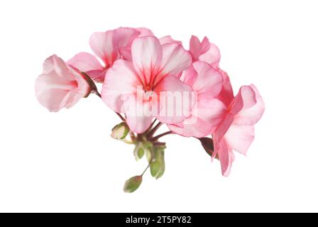 Pink geranium inflorescence on white Stock Photo - Alamy