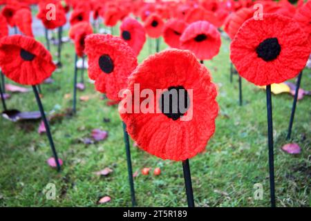 a display of knitted poppies commemorating remembrance day Stock Photo ...