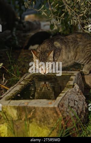A stray cat drinks water from an old black container. He seems to have ...
