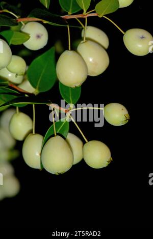 Fruiting Myrtus communis, common myrtle, introduced species, natural ...