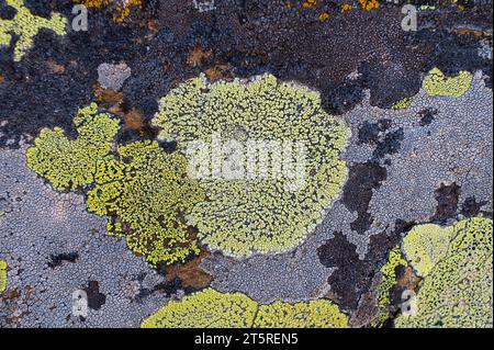 Colourful lichen colony on rock surface; illustration for symbiosis or ...