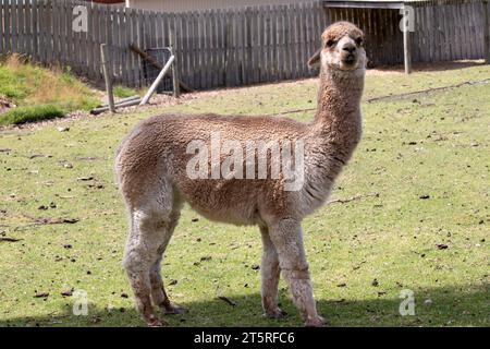 alpaca are slender bodied animals with long legs and neck and small ...