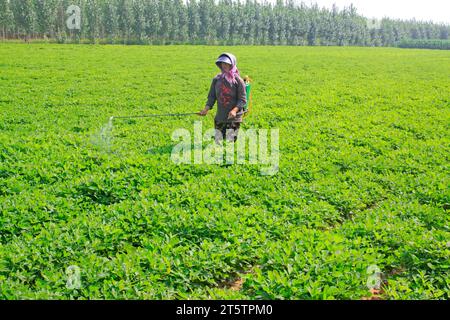 farmer in the spraying foliar fertilizer Stock Photo - Alamy