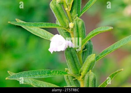 Sesame seed capsule and flowers Stock Photo - Alamy