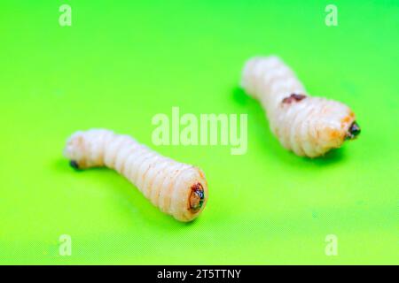 Monochamus alternatus larvae, closeup of photo Stock Photo - Alamy