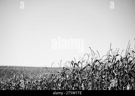 Sloping hillside of dried brown corn ready for harvest Stock Photo - Alamy